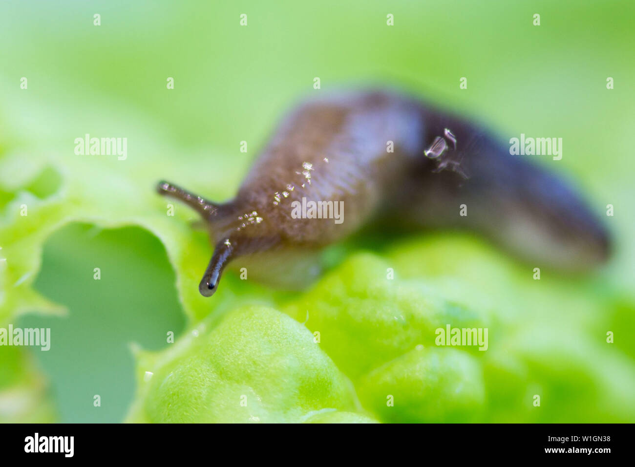 a snail without a shell slug from the Gastropoda family crawls on a ...