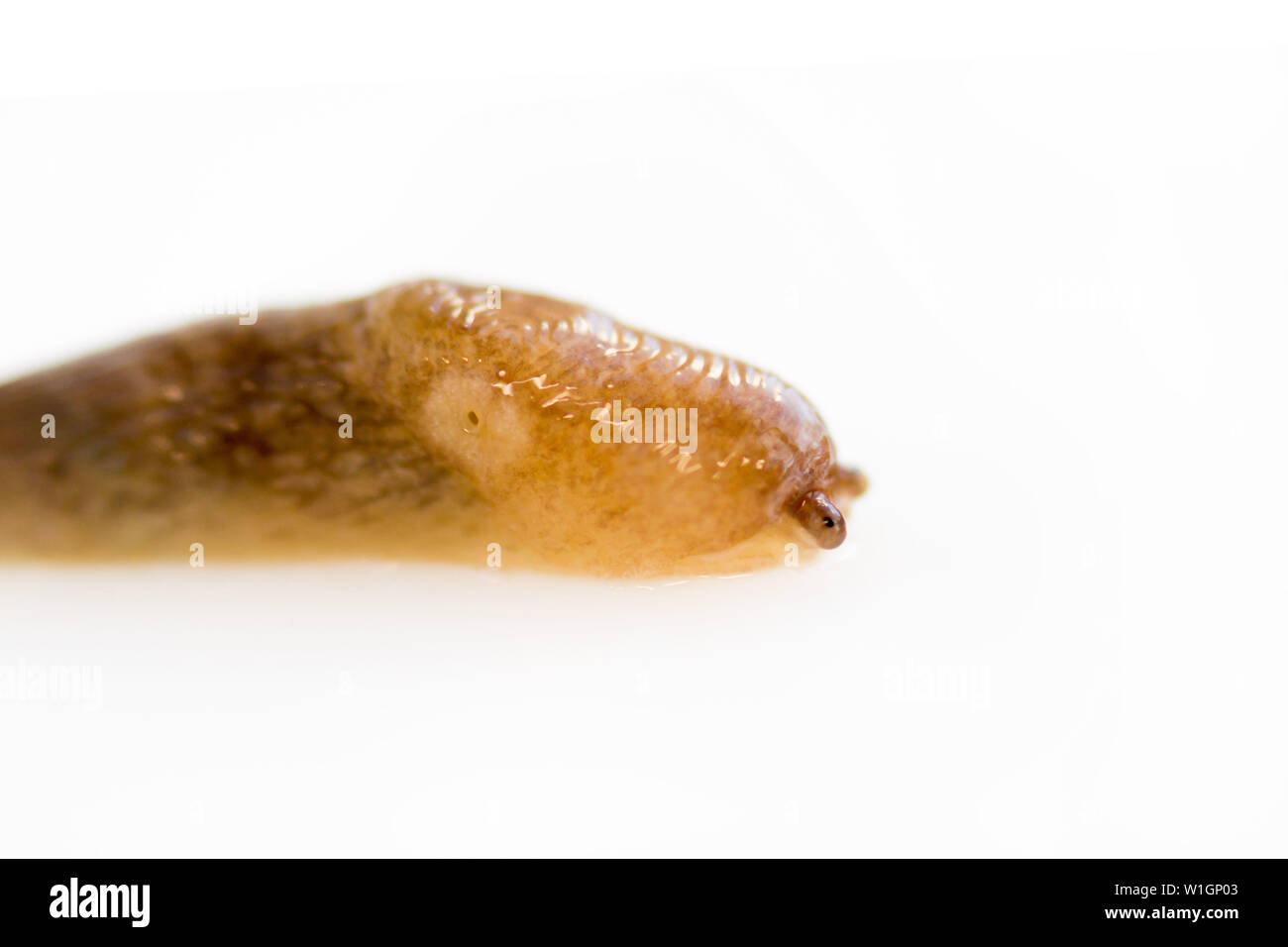a snail without a shell slug from the Gastropoda family crawls on a ...