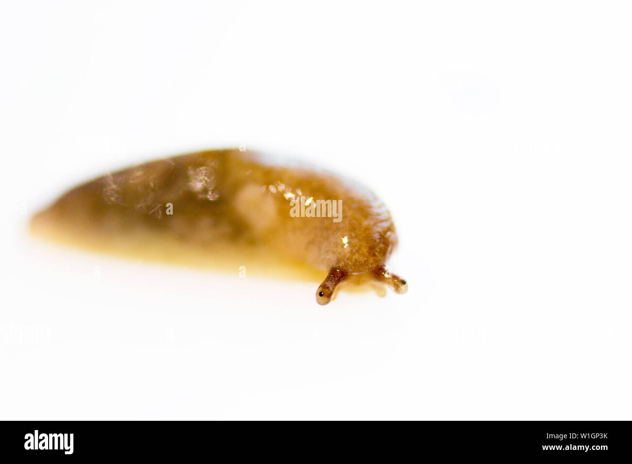 Oyster shell garden hi-res stock photography and images - Alamy