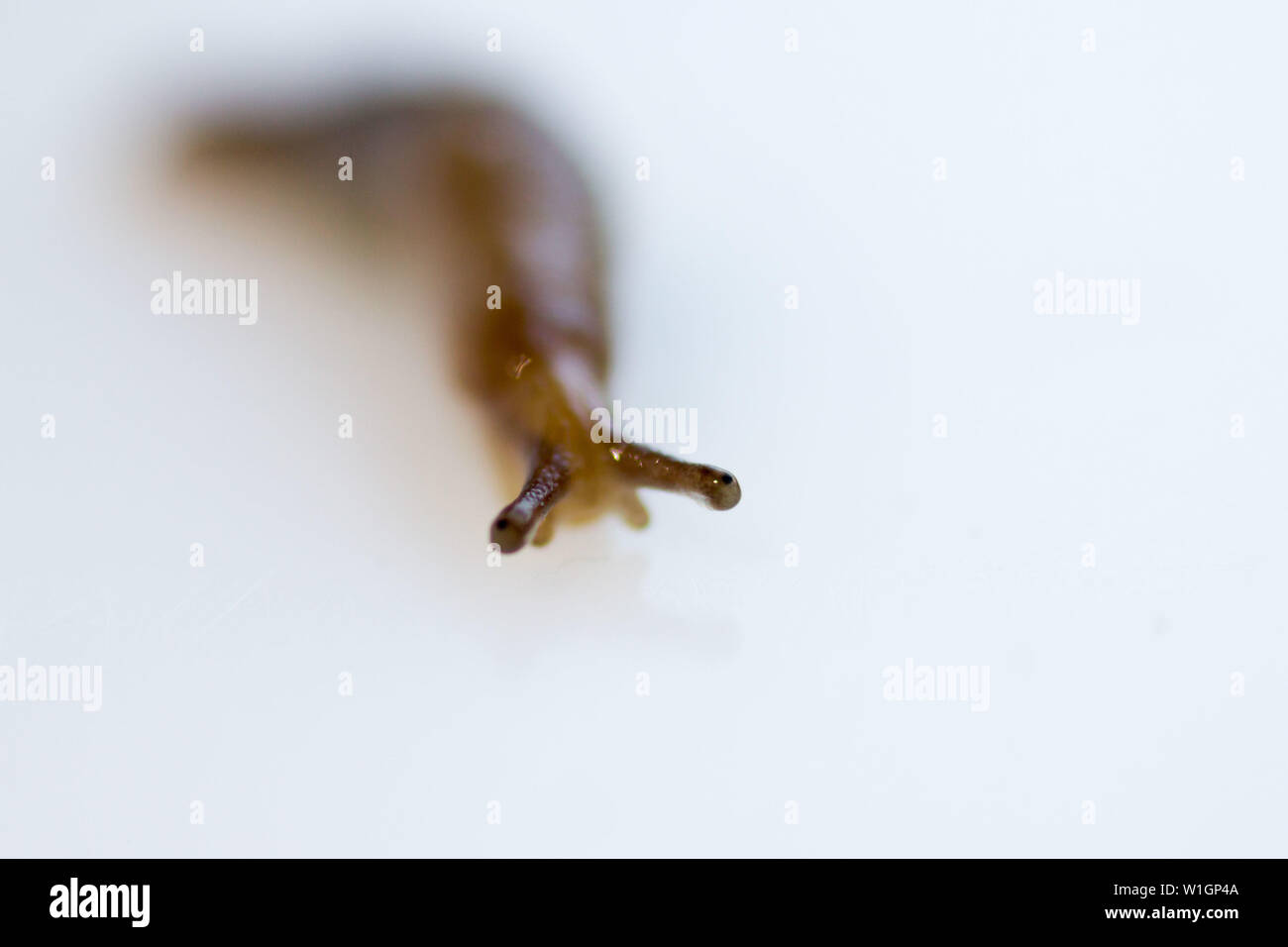 a snail without a shell slug from the Gastropoda family crawls on a ...