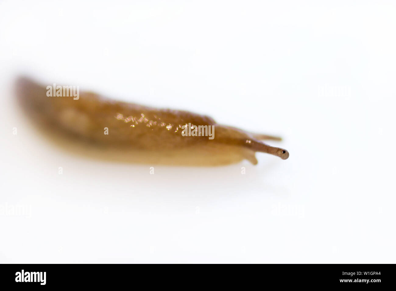 Oyster shell garden hi-res stock photography and images - Alamy