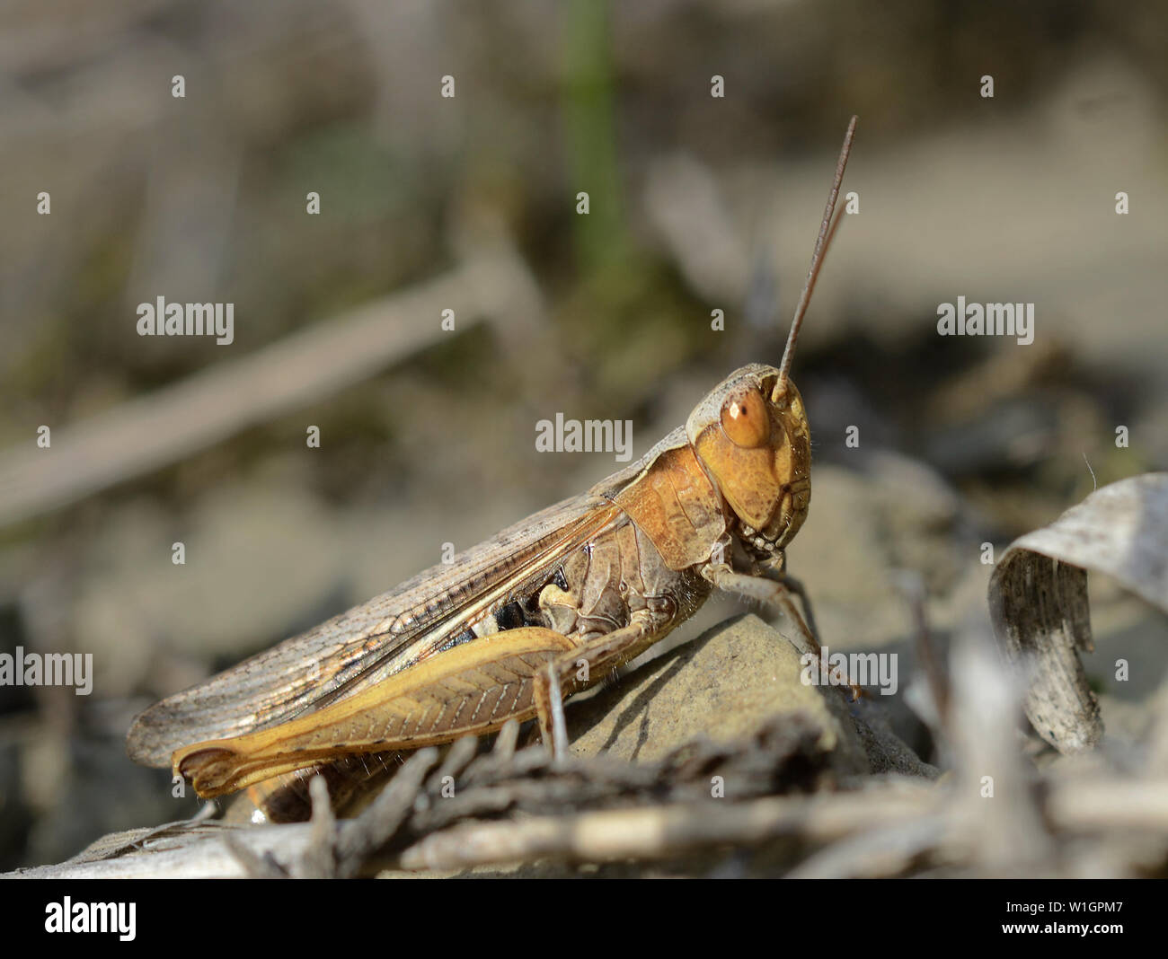 Grasshopper jumping hi-res stock photography and images - Alamy