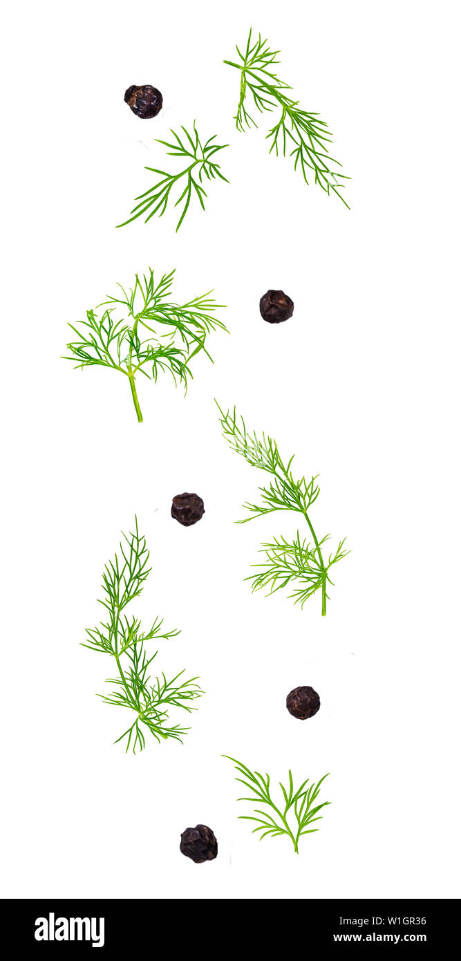 Isolated flying spices. Falling fresh dill herb and black pepper grains ...