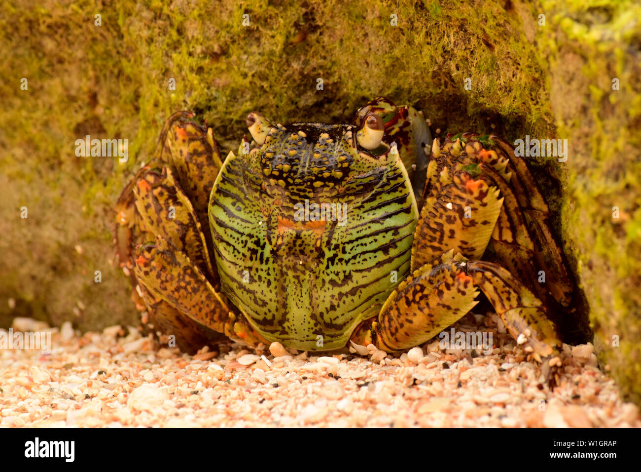 Lined shore crab hi-res stock photography and images - Alamy