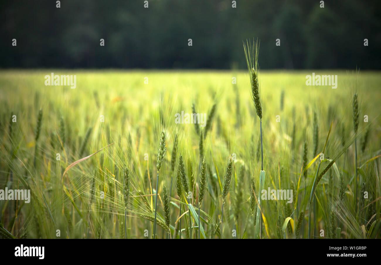 Single ear in the rye field Stock Photo - Alamy