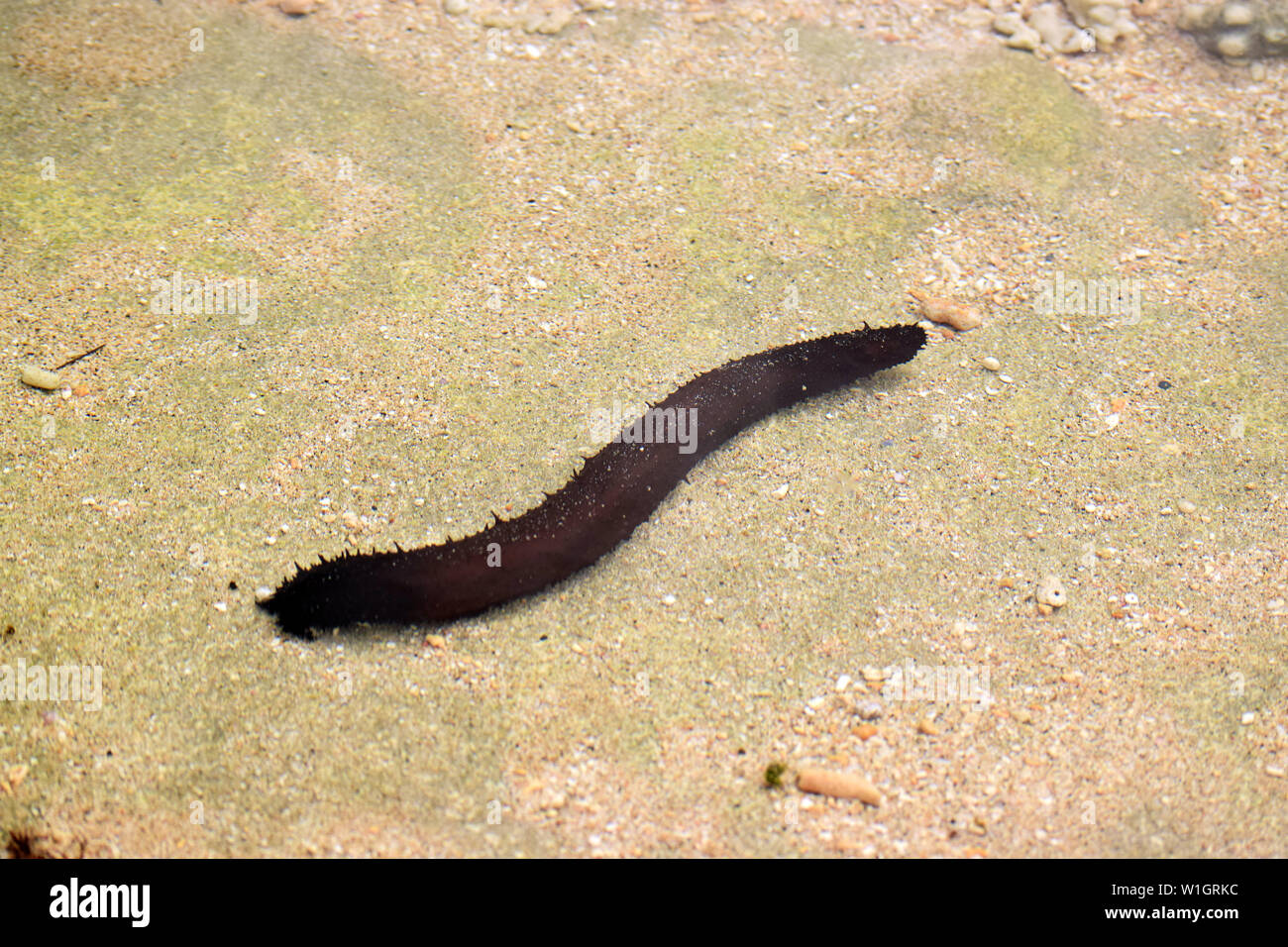 Snorkelling in tonga hi-res stock photography and images - Alamy