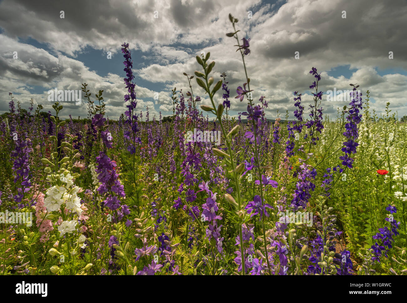 Colourful Delphiniums in a field in the countryside in Wick ...