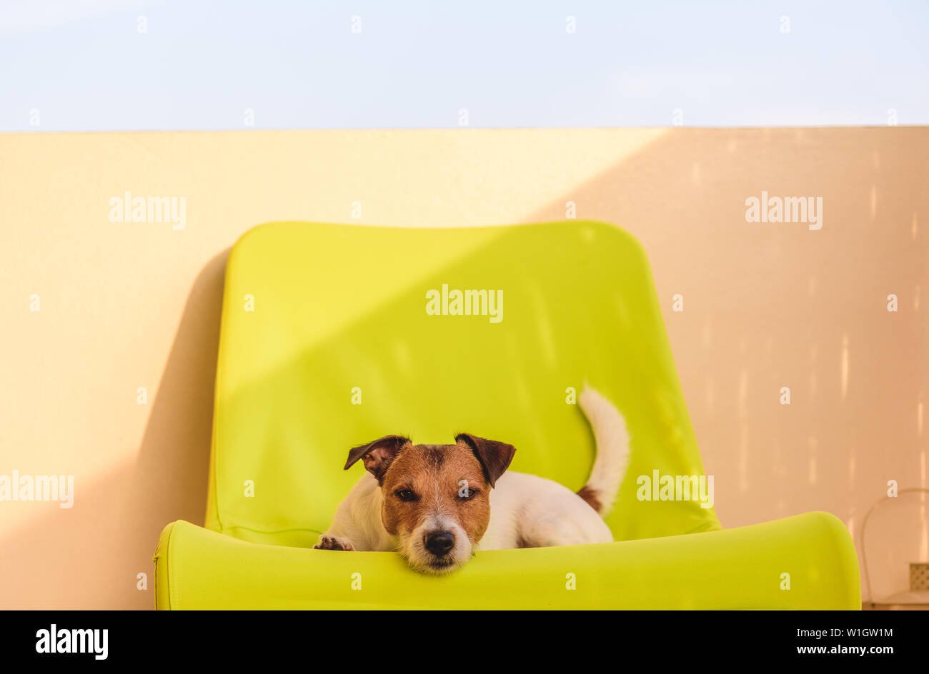 At hot summer day dog hiding from heat in shadow at balcony Stock Photo ...