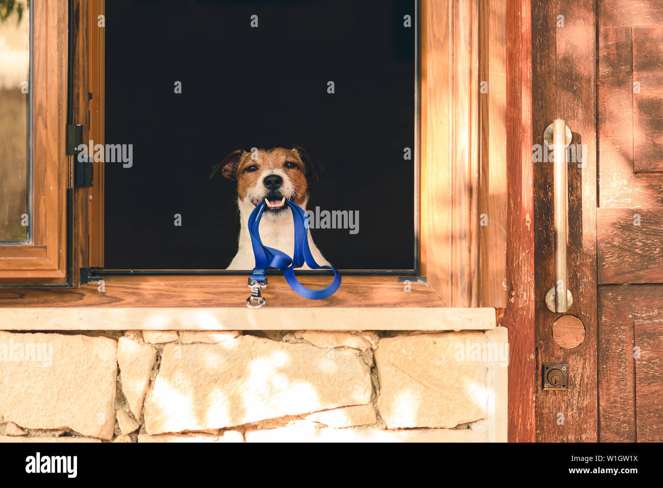 Dog in window of cottage holding leash in mouth willing to go for walk ...