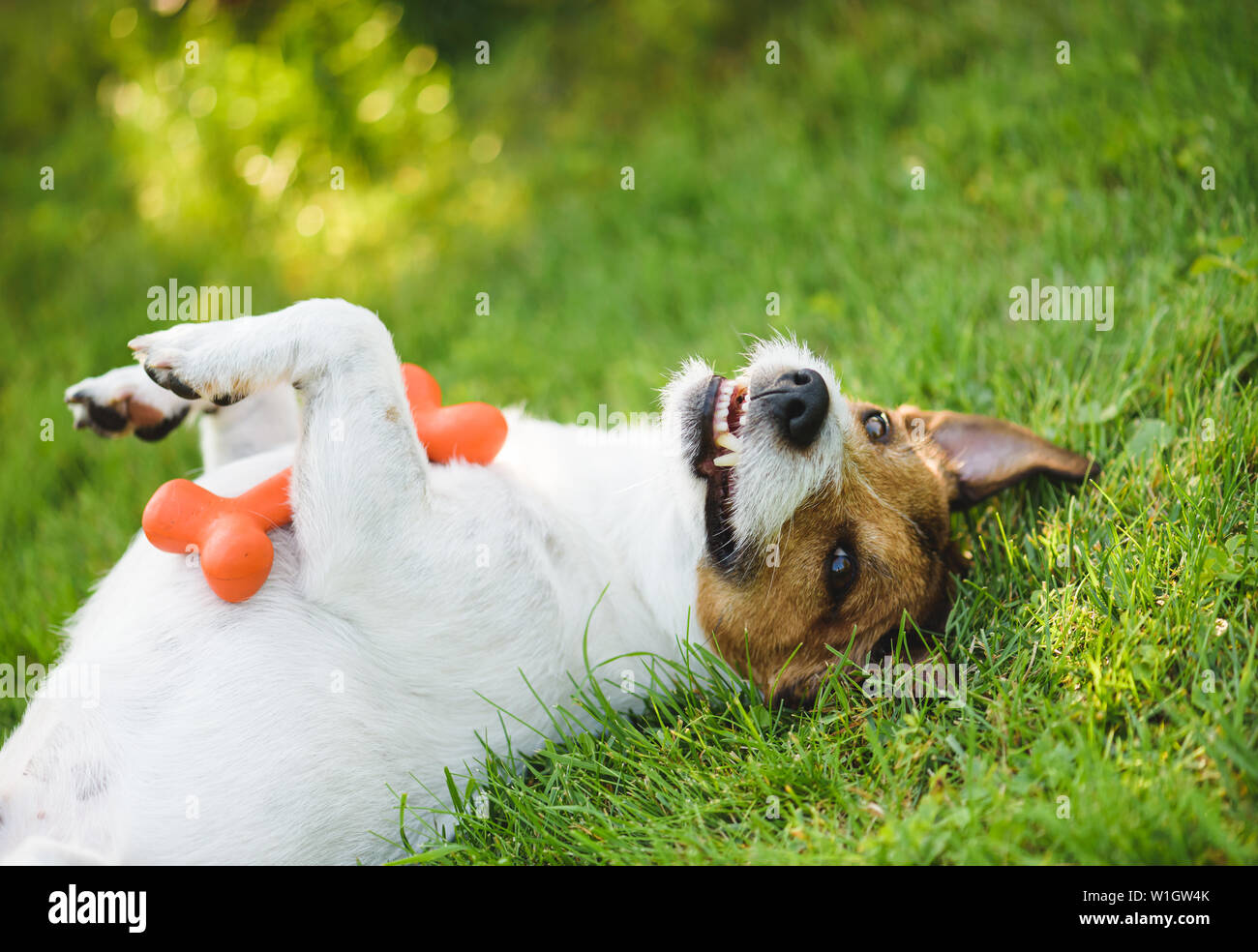 Cute dog lying on back hi-res stock photography and images - Alamy