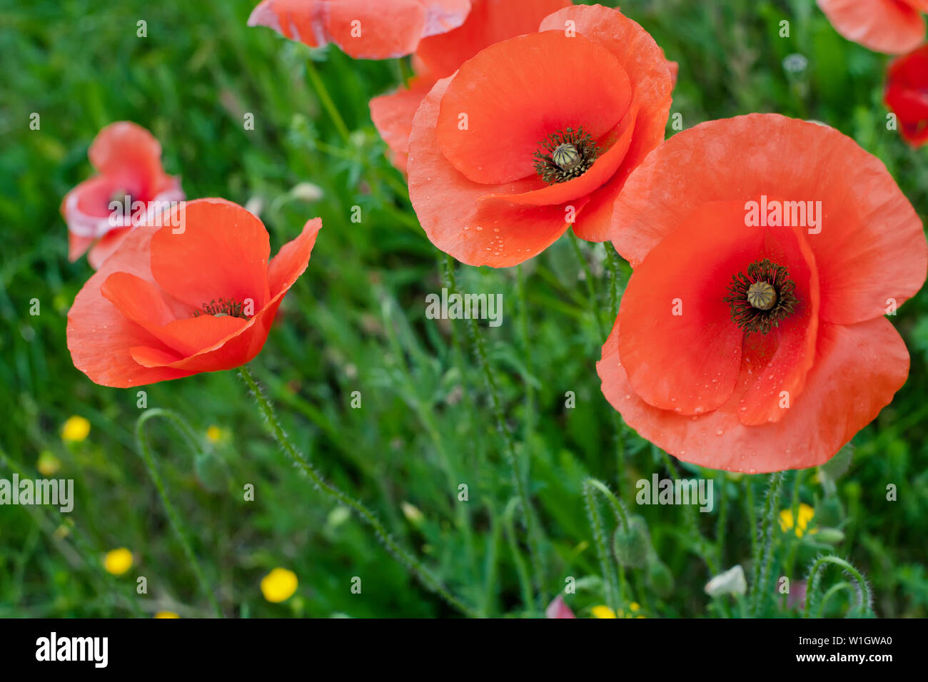Field of Corn Poppy Flowers in Spring Stock Photo - Alamy