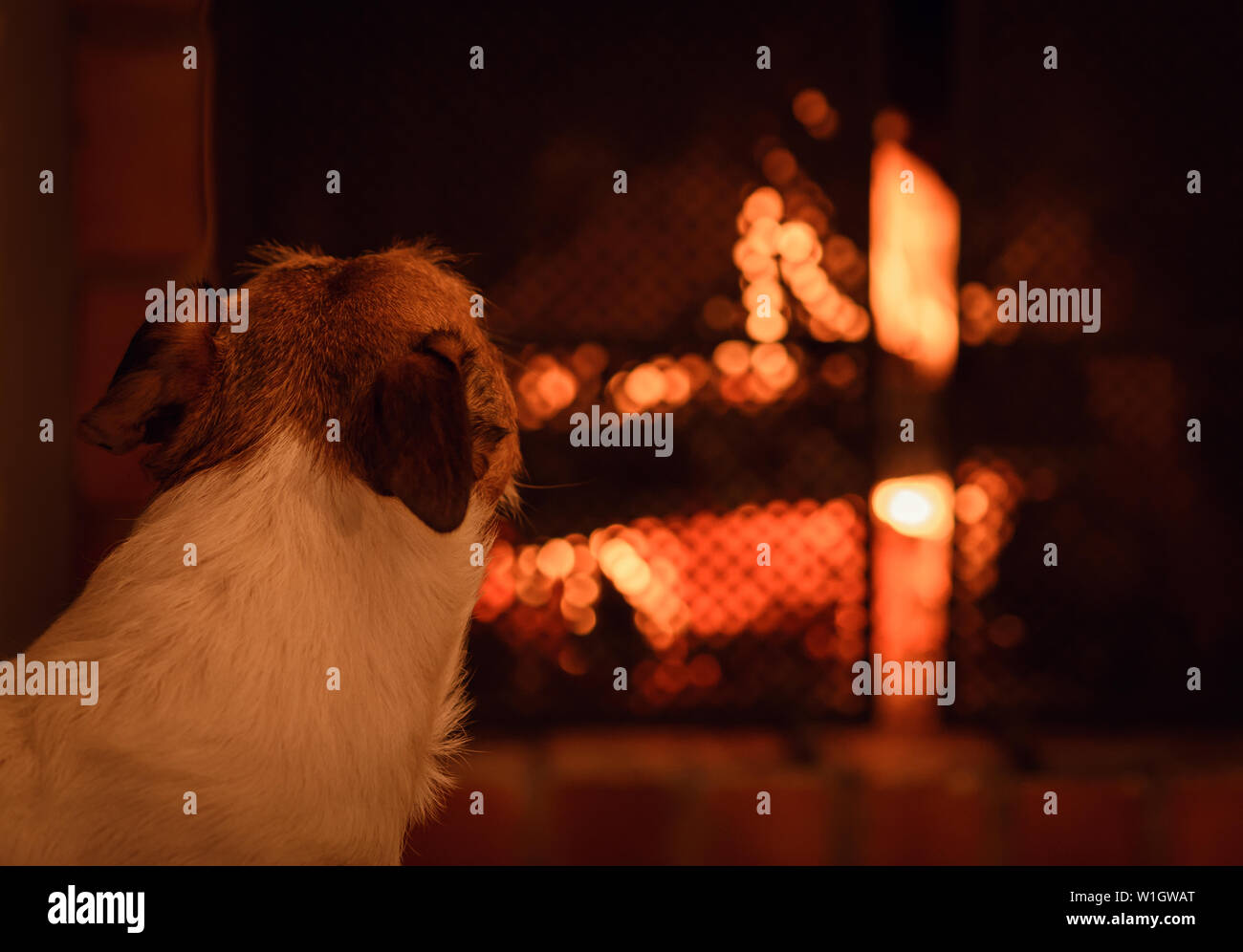 Fireplace dog hi-res stock photography and images - Alamy