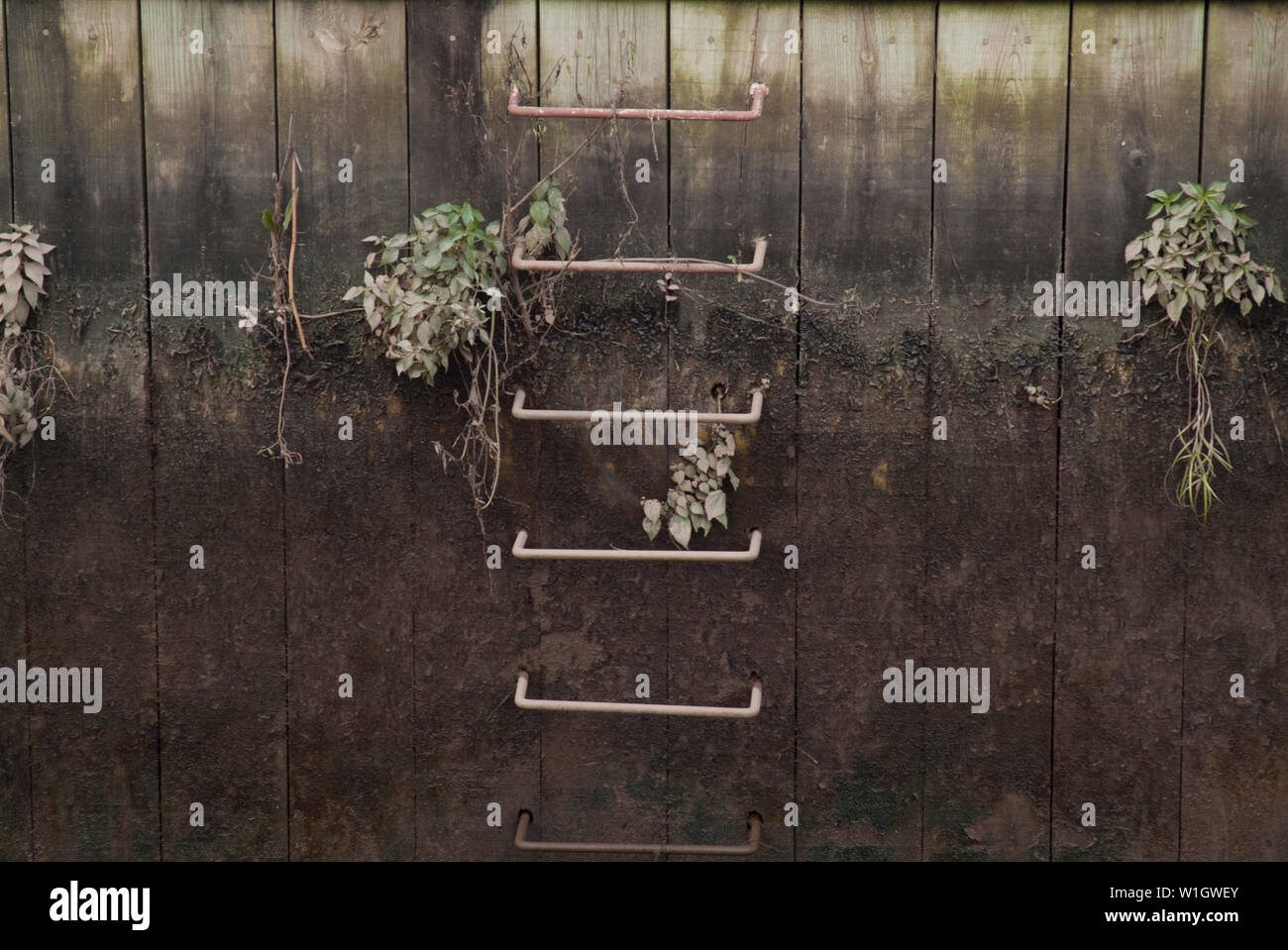 Standing out as an attraction to the eye at Boyd park in New Brunswick ...