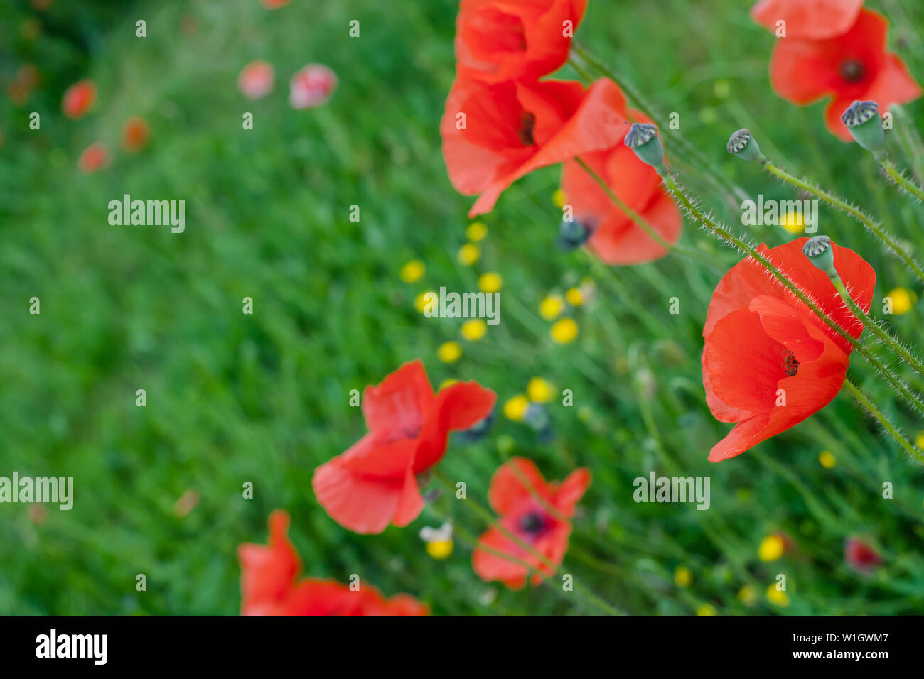 Spring flowers bloom summer hi-res stock photography and images - Alamy