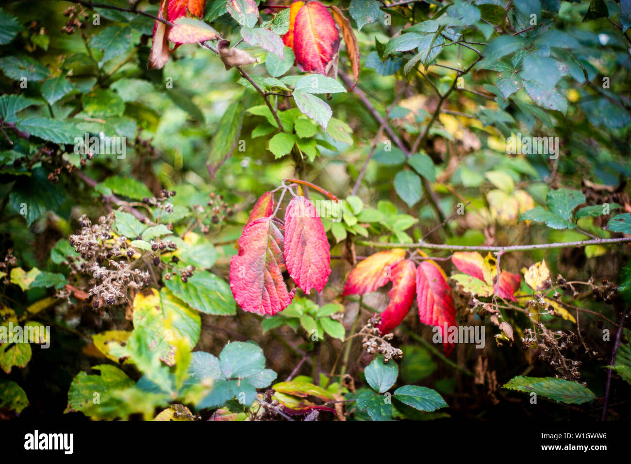 tree outdoors branch growth season Stock Photo - Alamy
