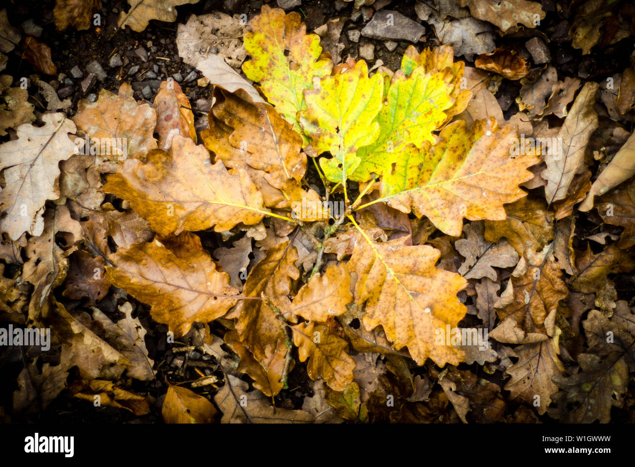 maple descending fall wood flora Stock Photo - Alamy