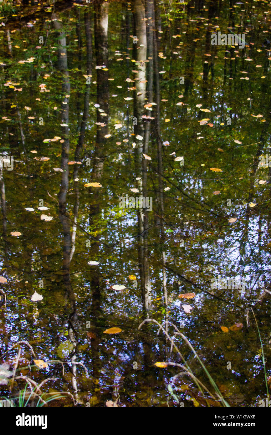 environment landscape tree nature leaf Stock Photo - Alamy