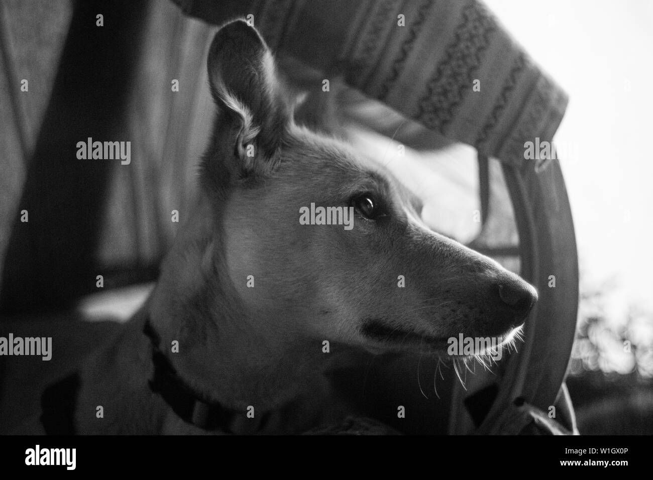 One canine hi-res stock photography and images - Alamy