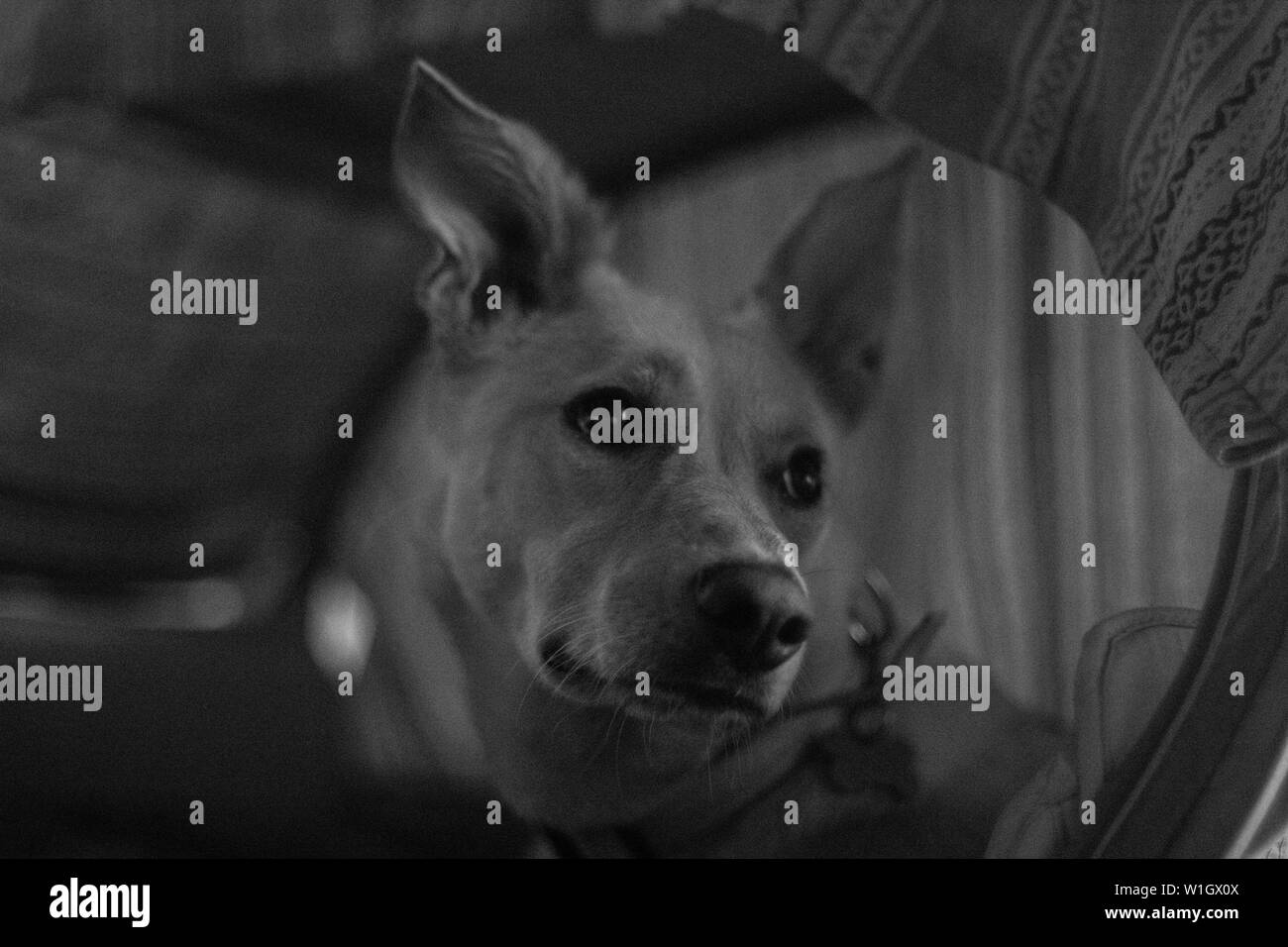 Canine portrait hi-res stock photography and images - Alamy