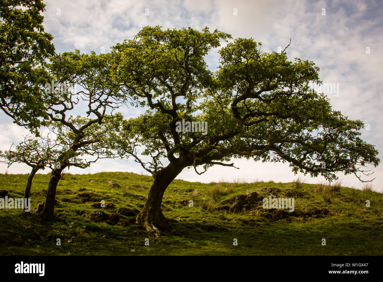 environment branch outdoors scenic landscape Stock Photo - Alamy