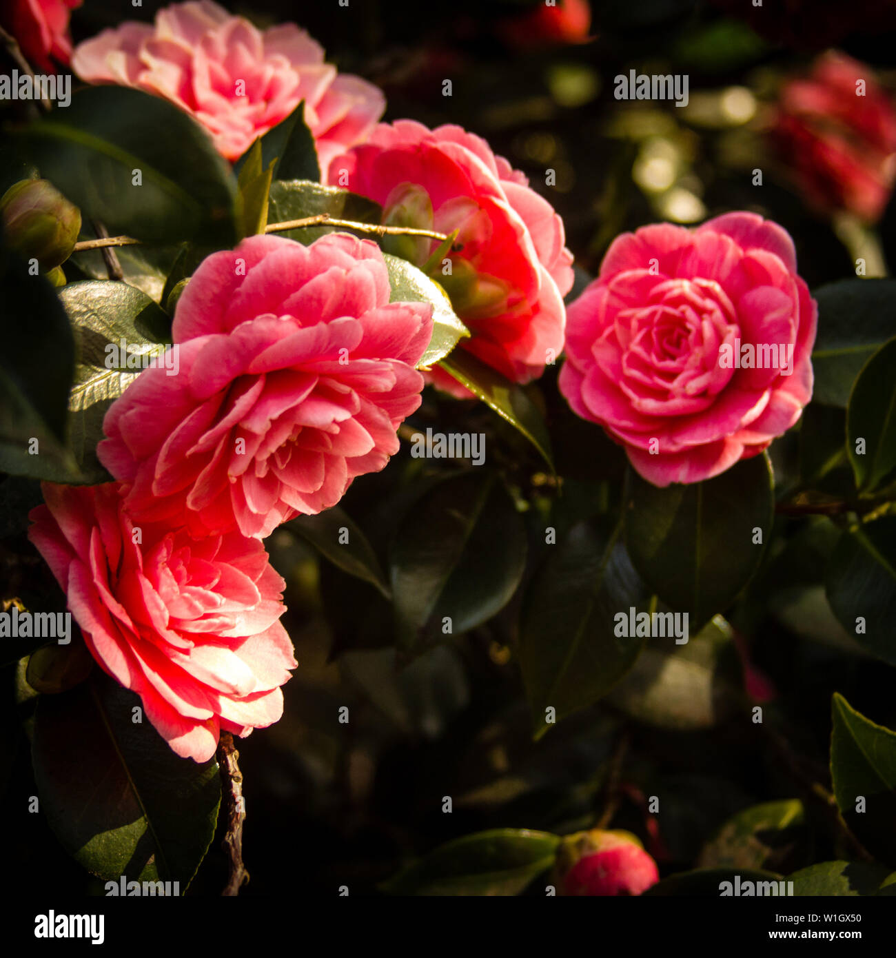 floral romance nature bouquet rose Stock Photo - Alamy