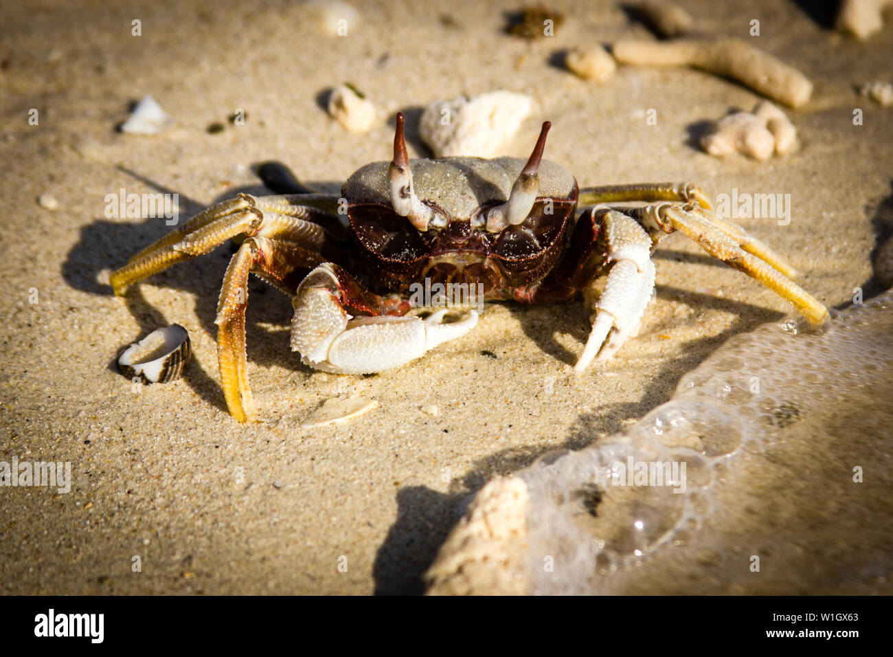 crab marine shellfish beach sea Stock Photo - Alamy