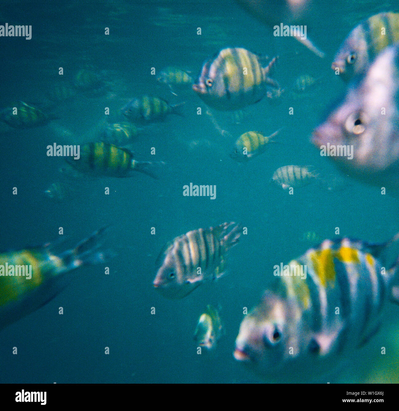 fish swimming aquarium underwater water Stock Photo - Alamy