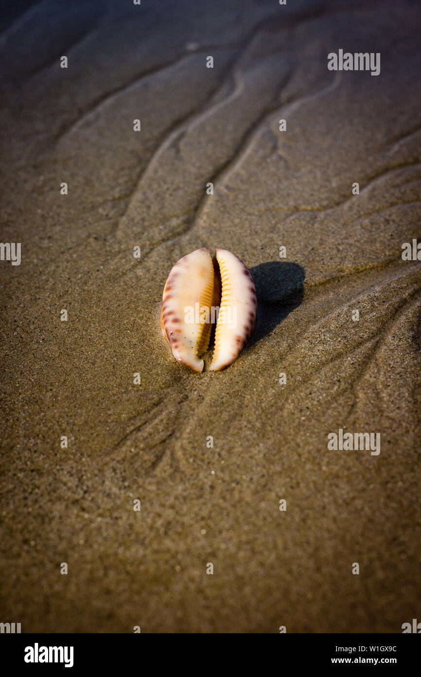 One seashell hi-res stock photography and images - Alamy