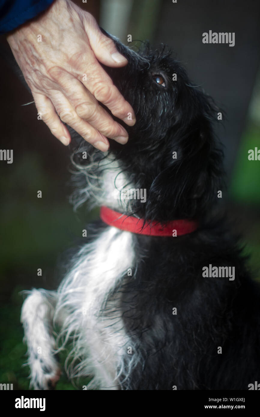 canine one animal fur puppy Stock Photo - Alamy