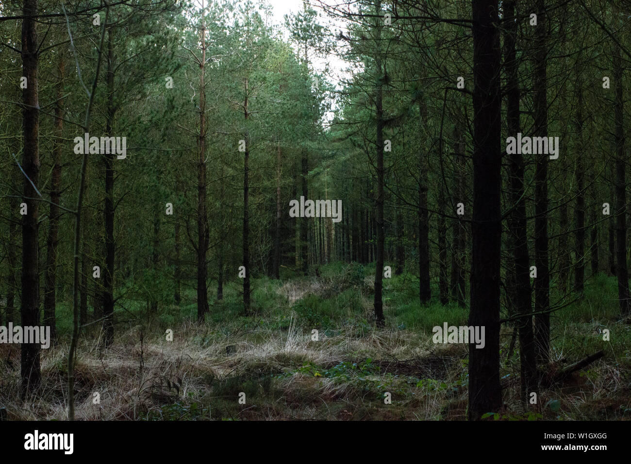 nature leaf fog mist environment Stock Photo - Alamy