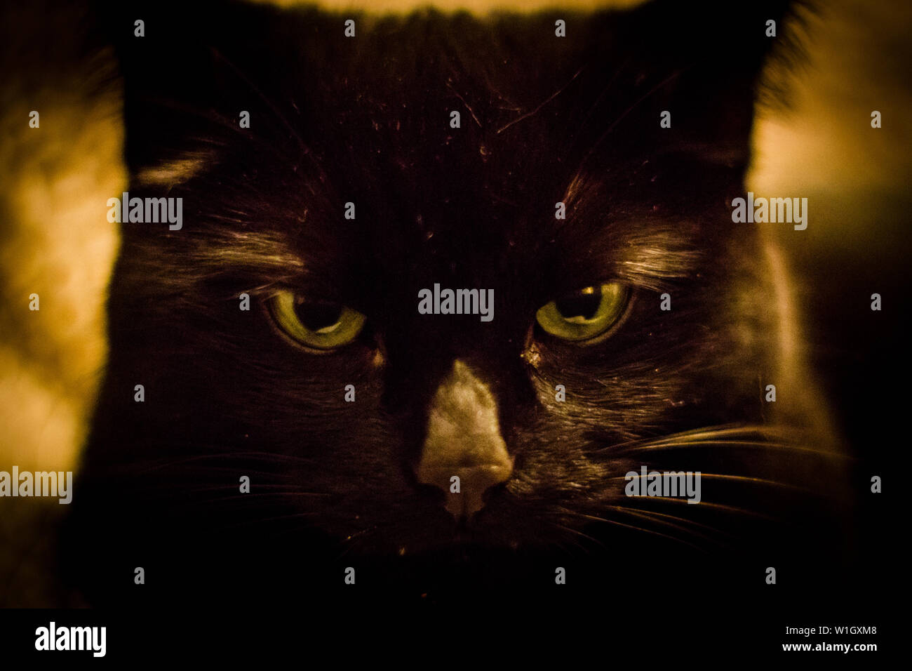 portrait cat eye one pet Stock Photo - Alamy