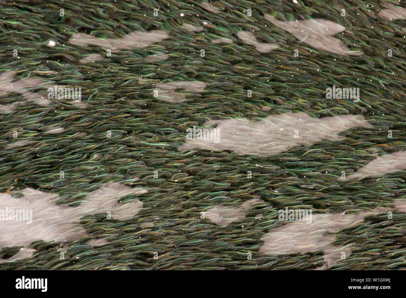 nature water river landscape texture Stock Photo - Alamy
