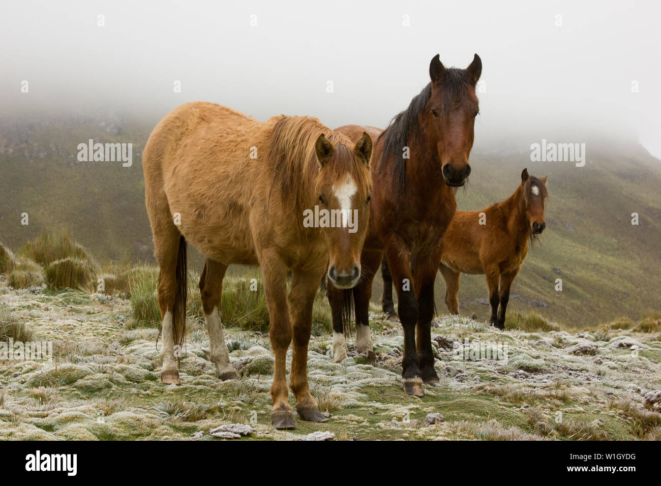 grass hayfield cavalry pasture animal Stock Photo - Alamy