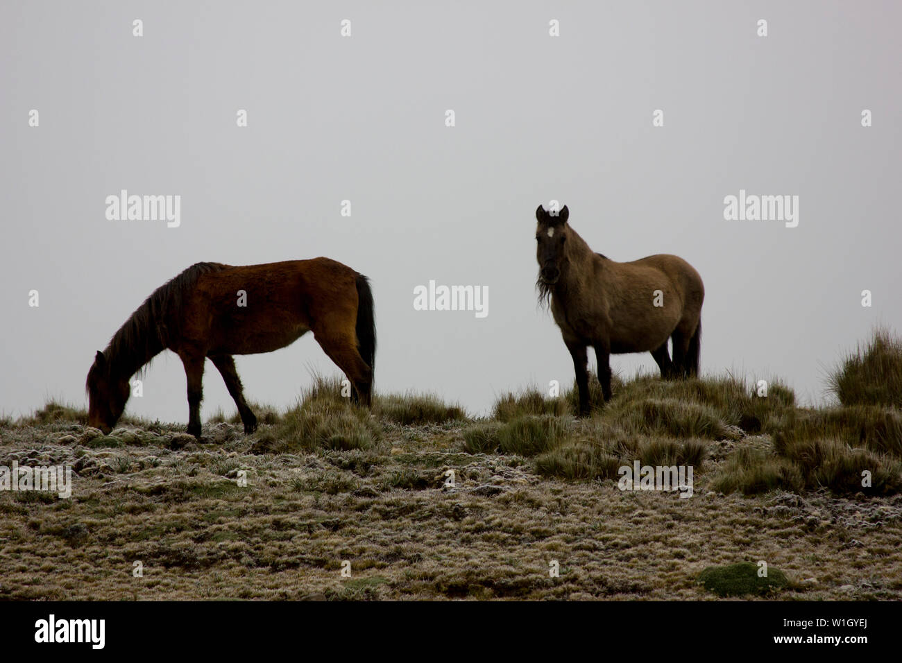 wildlife animal mammal cavalry Stock Photo - Alamy
