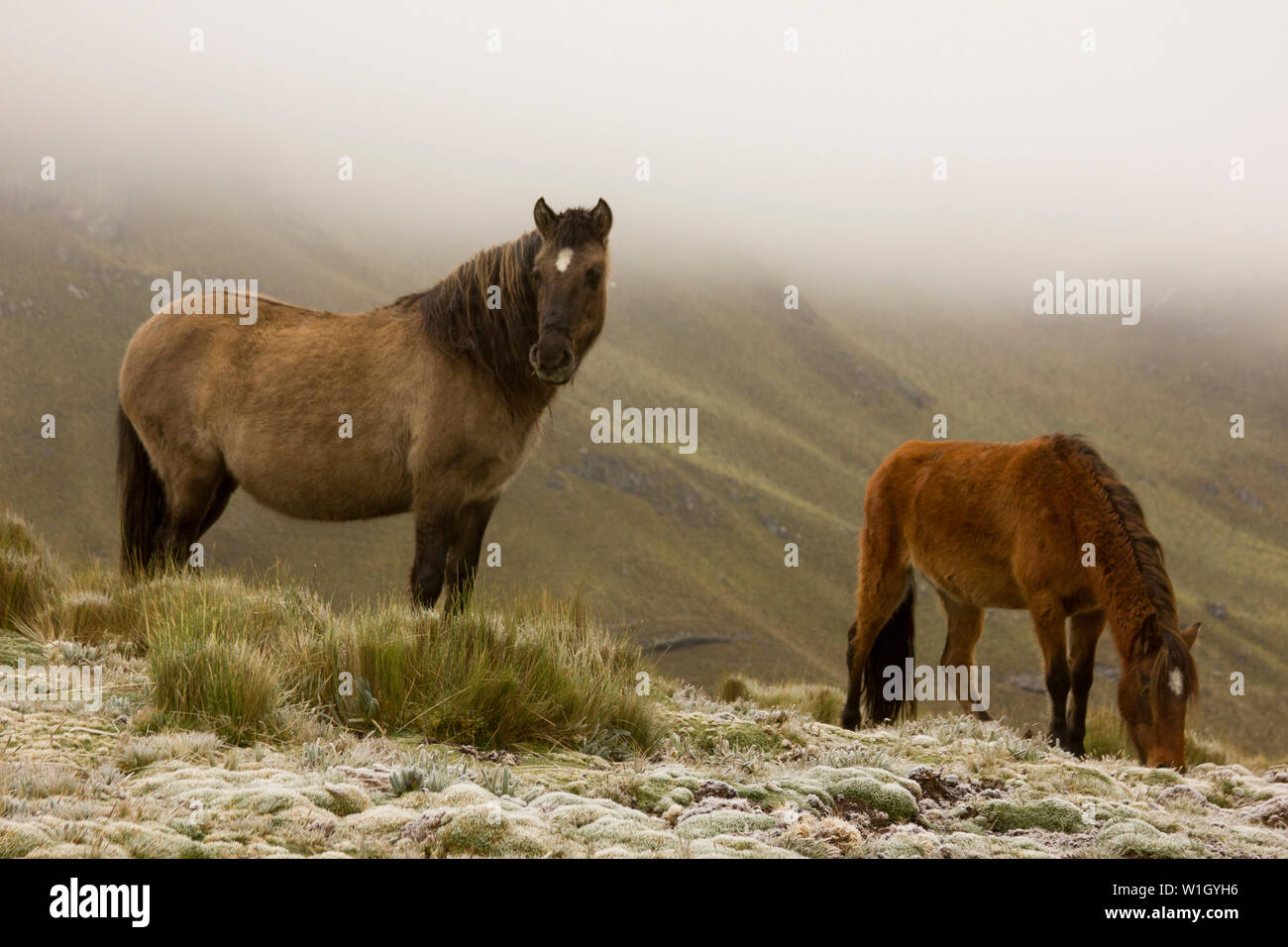 pasture animal cavalry wildlife wild Stock Photo - Alamy