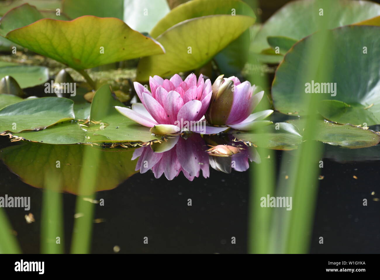 Giant lilypads hi-res stock photography and images - Alamy