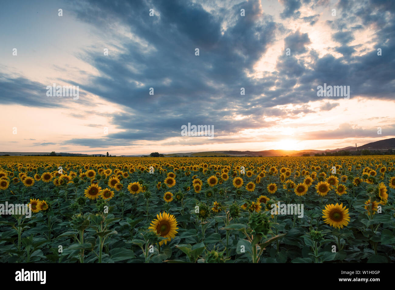 Sunflower field in rural area, under storm clouds, in summer Stock ...