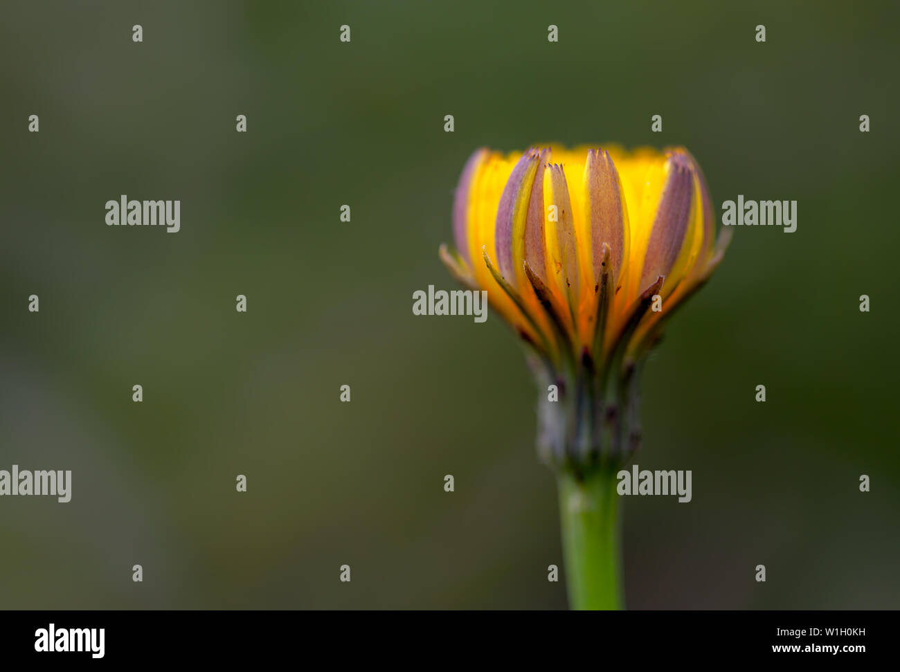 Macro photography of a closed dandelion flower. Captured at the Andean ...