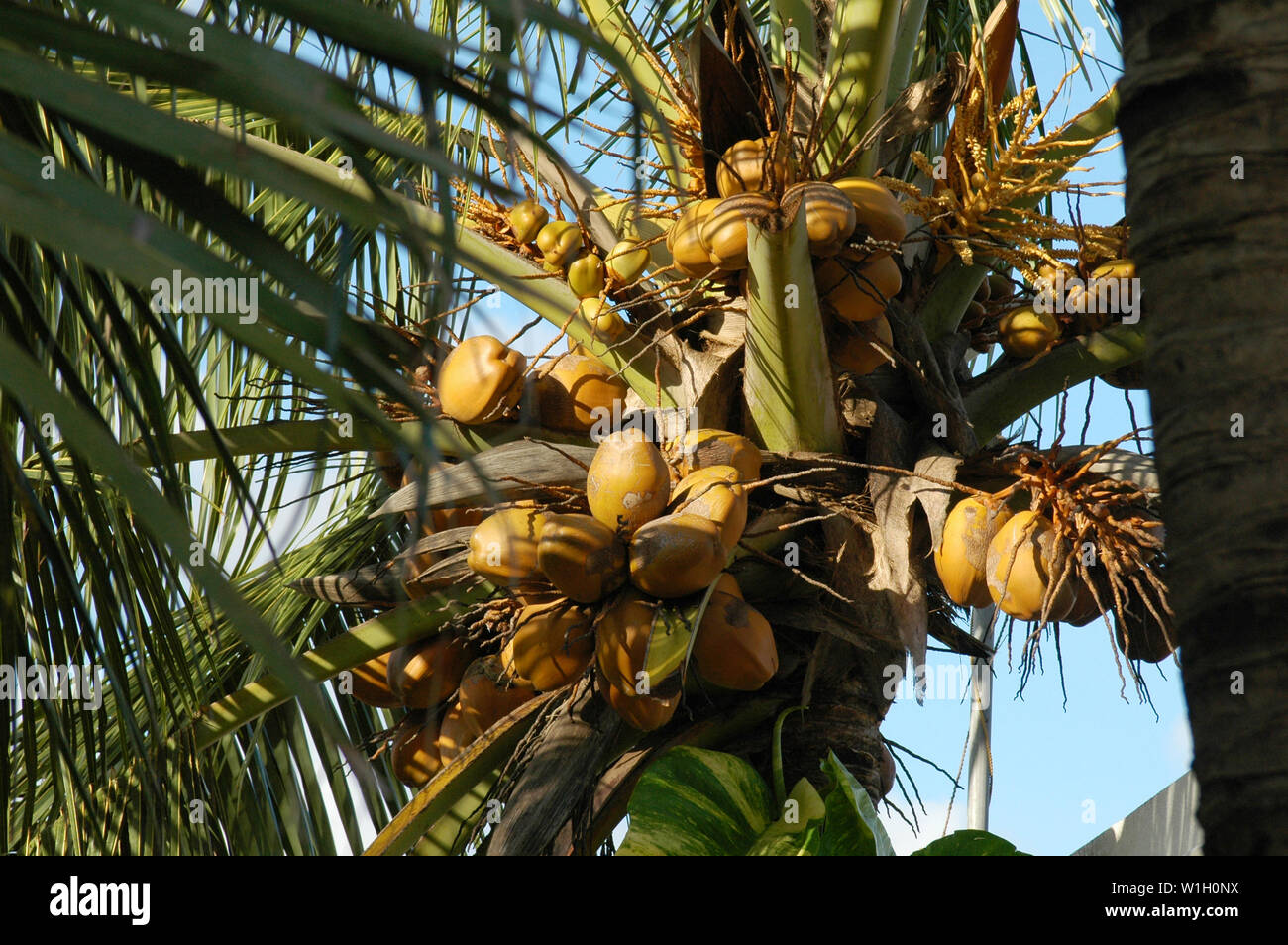 India coconut tree hi-res stock photography and images - Alamy