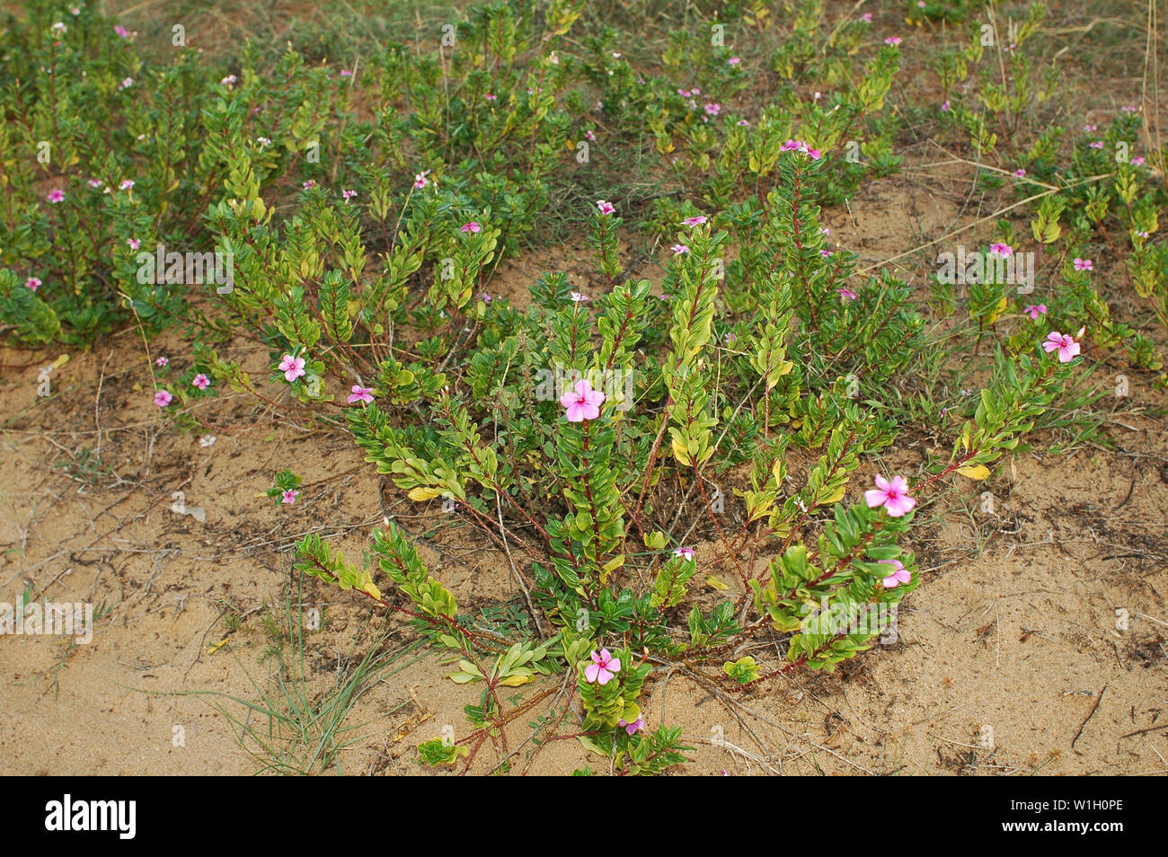 Tropical plant Periwinkle (Catharanthus roseus) with pink flowers and ...