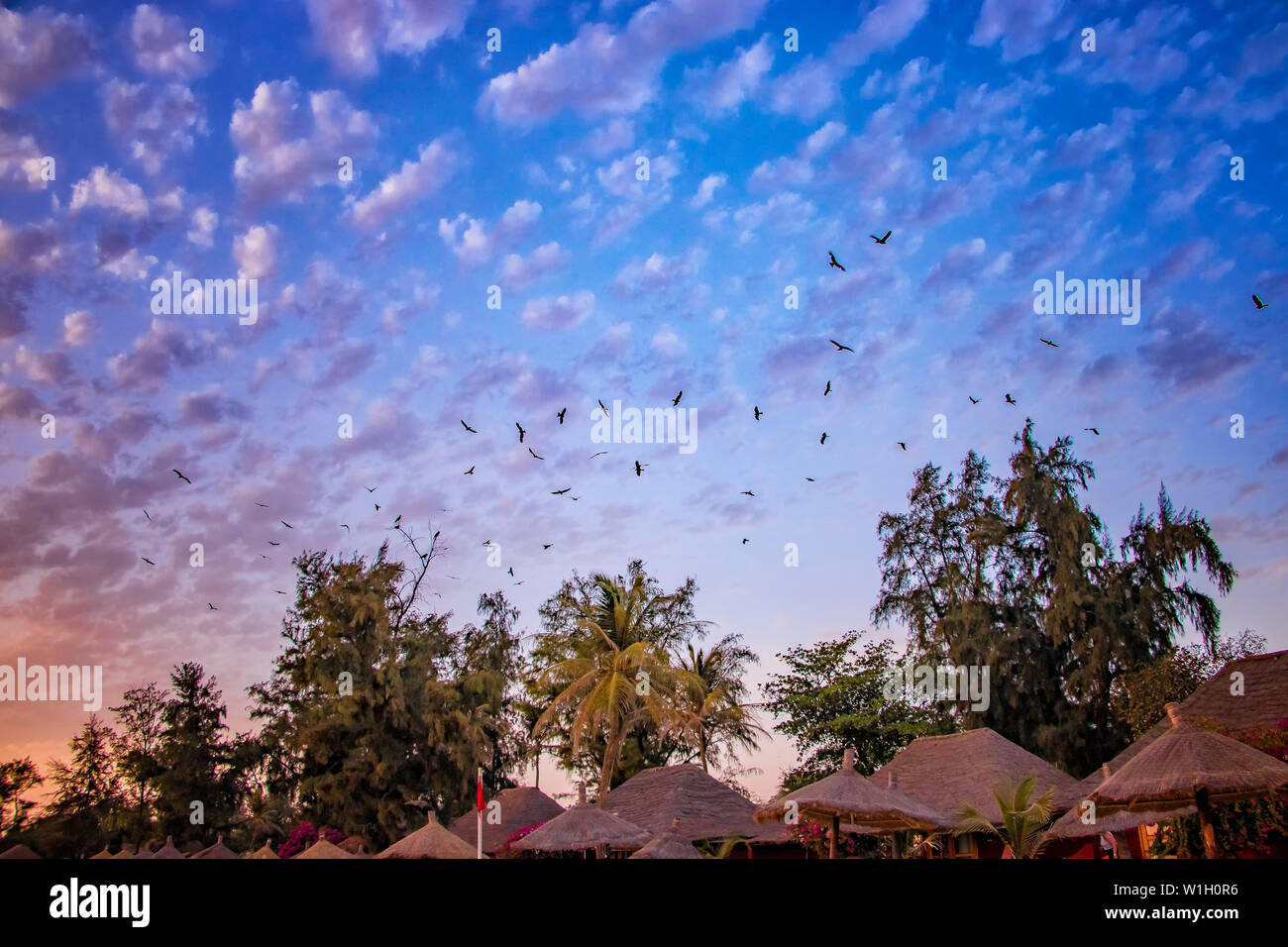 Flying birds in the sky at sunset in Senegal, Africa. They are eagles ...