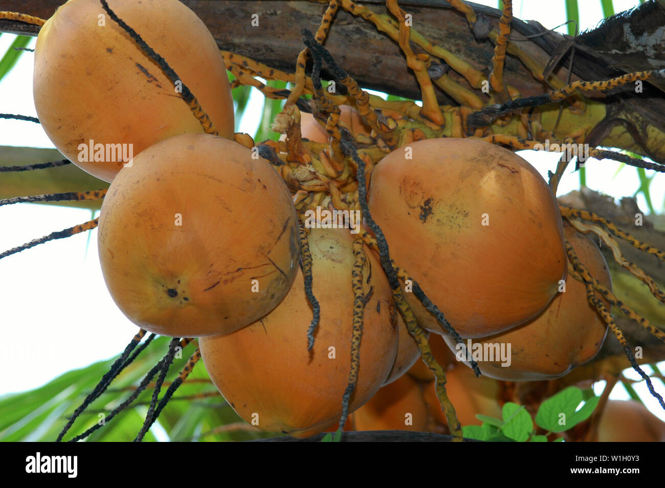 Kerala coconut tree hi-res stock photography and images - Alamy