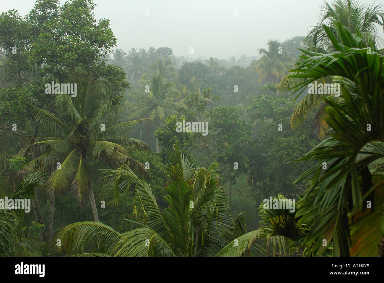 Rainy season in kerala hi-res stock photography and images - Alamy