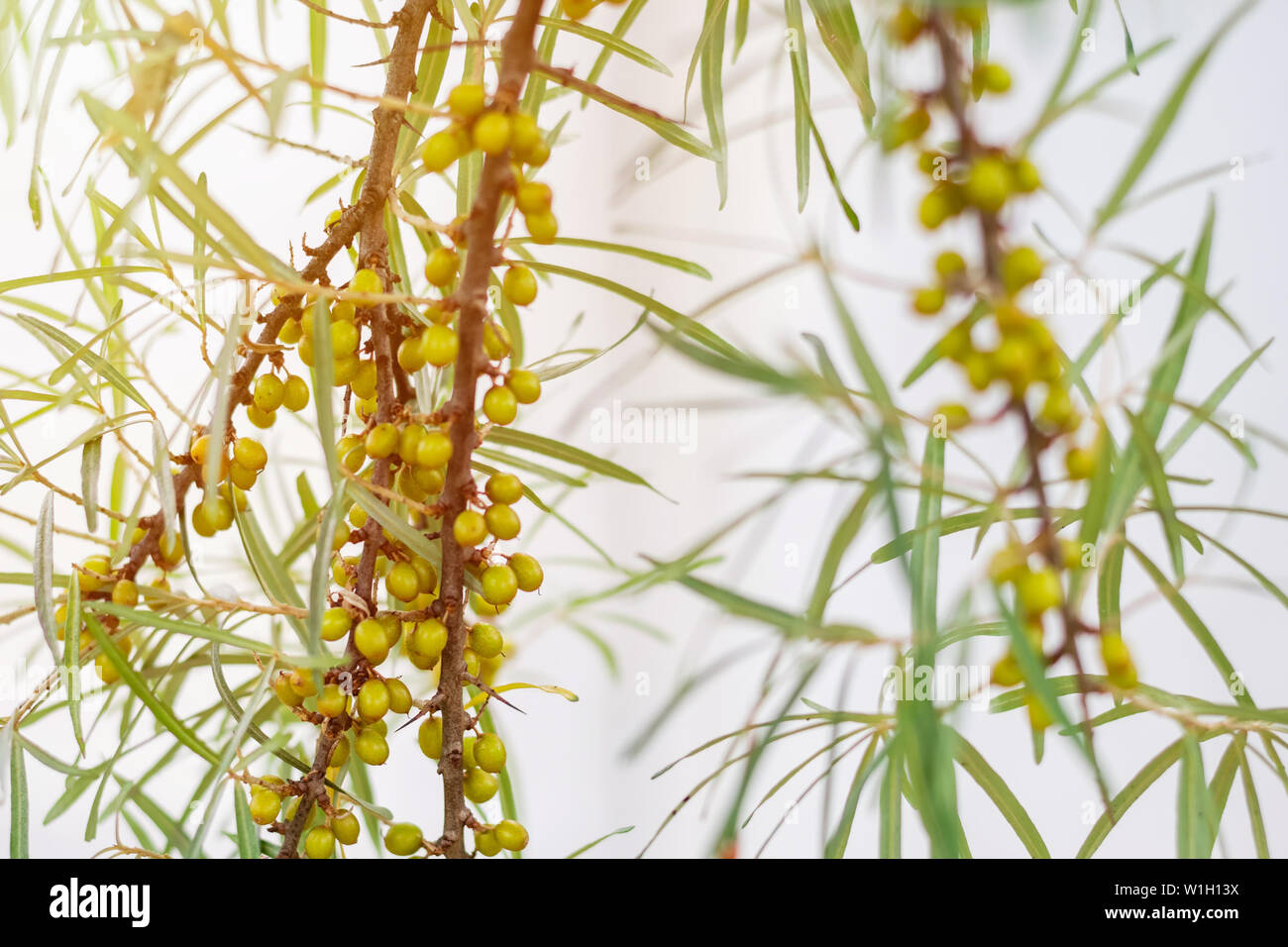 Olive tree brunch with fruits, close up Stock Photo - Alamy
