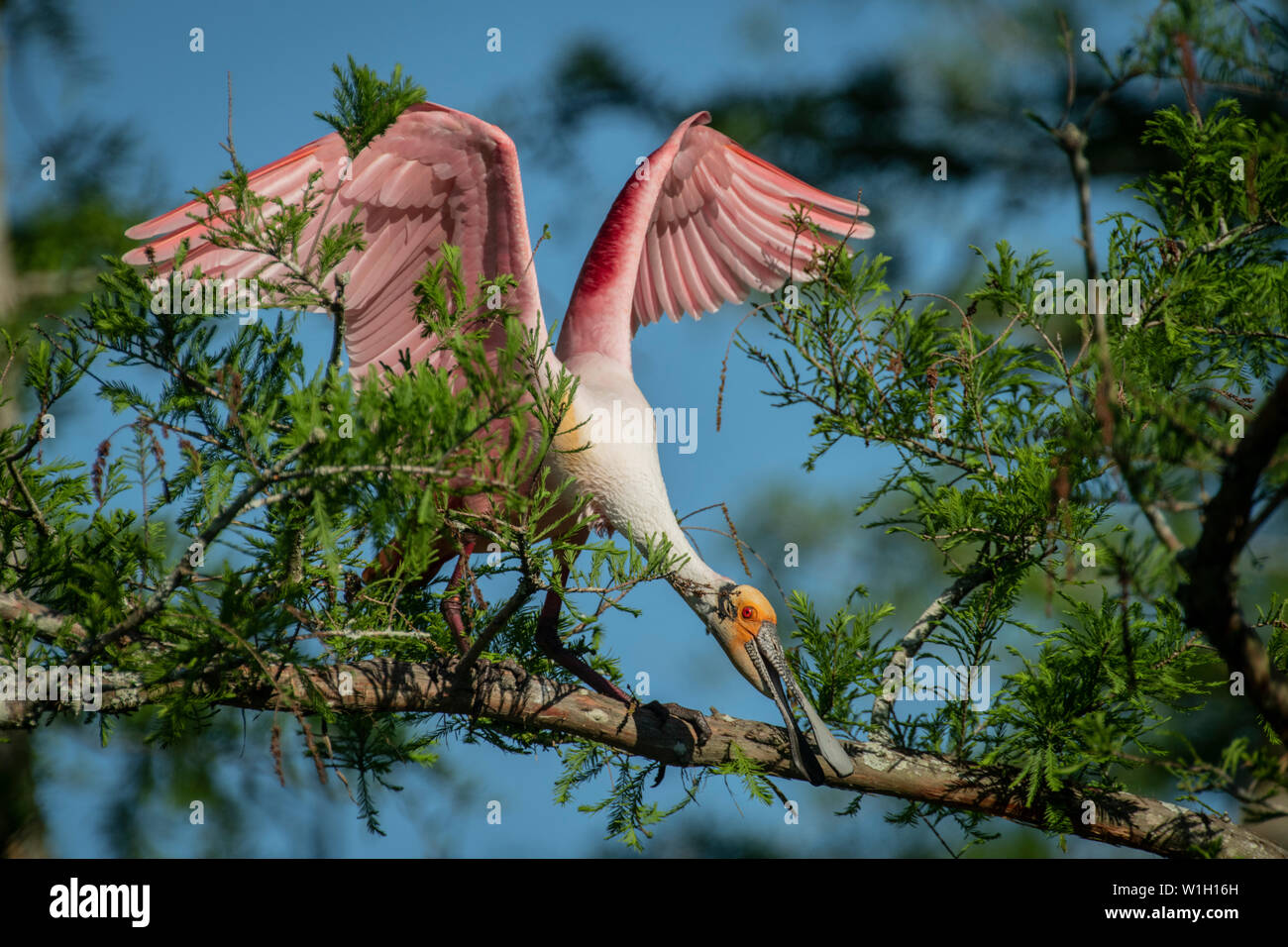 Roseate Spoonbill Gathering Sticks for the Nest Stock Photo - Alamy