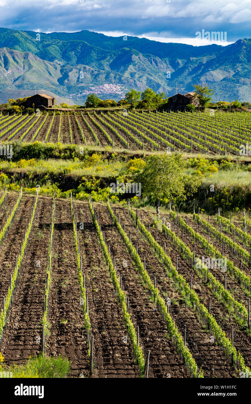 Landscape with green vineyards in Etna volcano region with mineral rich ...