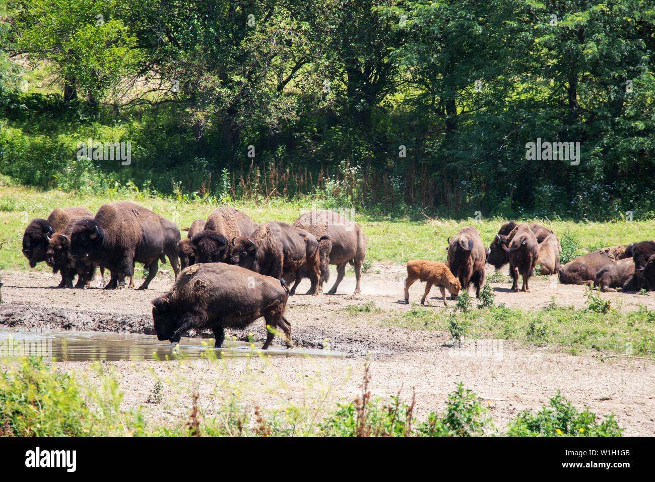 Extinct bison hi-res stock photography and images - Alamy