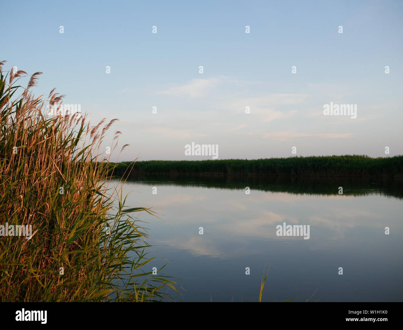 reeds on the river bank illuminated by the sun. beautiful plants near ...