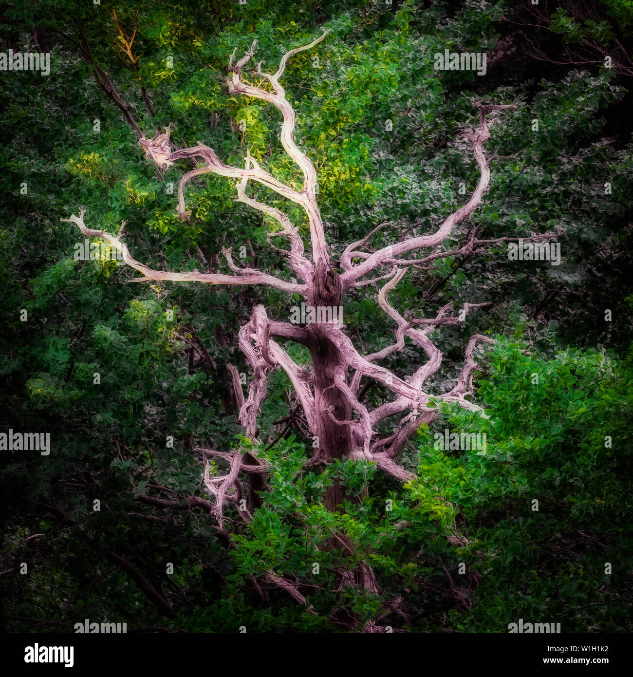 Incredible old tree hi-res stock photography and images - Alamy