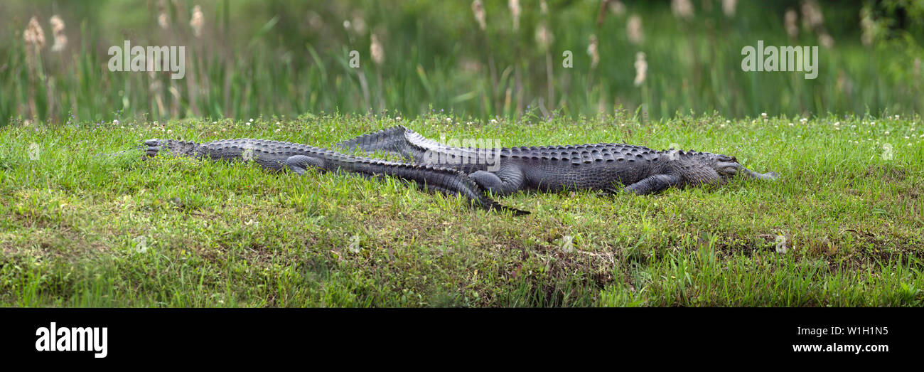 Sunning Alligators High Resolution Stock Photography and Images - Alamy